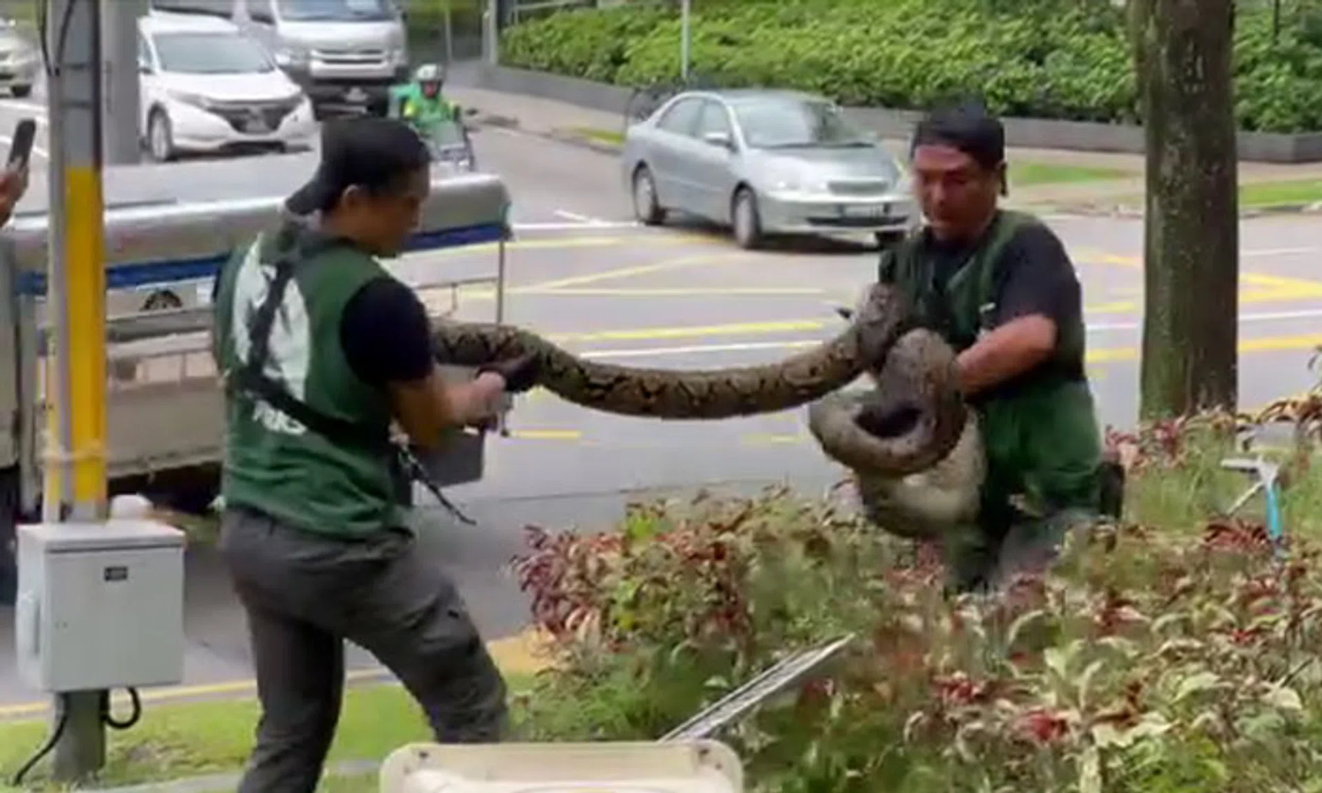19kg python that's 4m-long stuns shoppers near Paya Lebar Square | STOMP