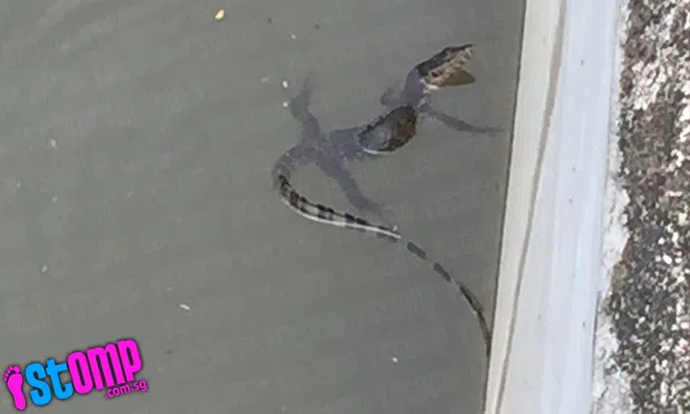 What's this lizard-like creature in drain near Plaza Singapura? | STOMP