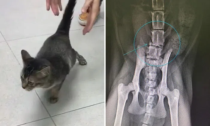 Animal welfare group appeals for help after finding kitten with ...