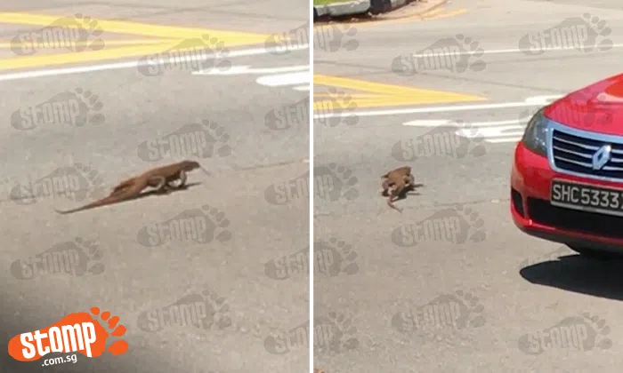 Good job! Drivers slow down to let monitor lizard cross at Ghim Moh Rd ...