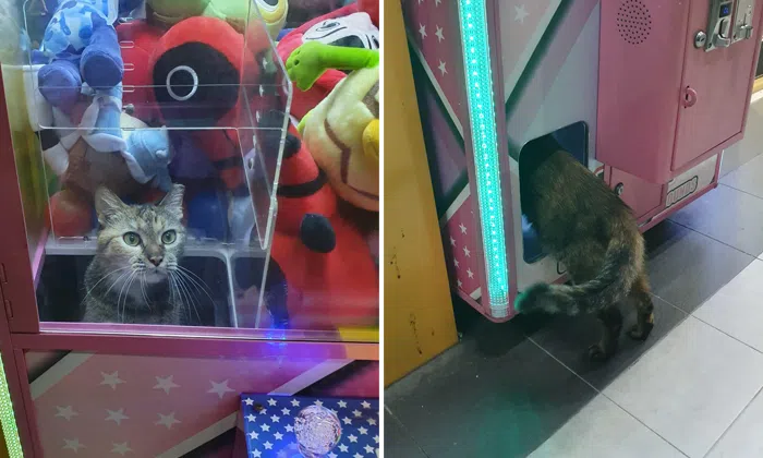 Curious cat climbs into Clementi toy claw machine | STOMP