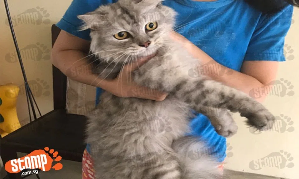Is this Persian cat yours? It was found at Tampines Street 33 | STOMP