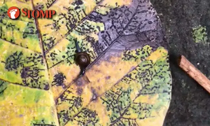 Snail makes itself at home on beautiful dead leaf at Jln Bukit Merah ...