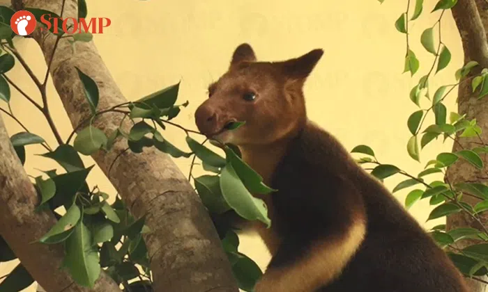 Cutest story you'll read today: Tree kangaroos in Singapore Zoo adopted ...