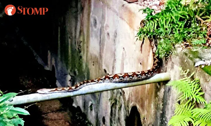 Large python slithers across drain in Toa Payoh North | STOMP