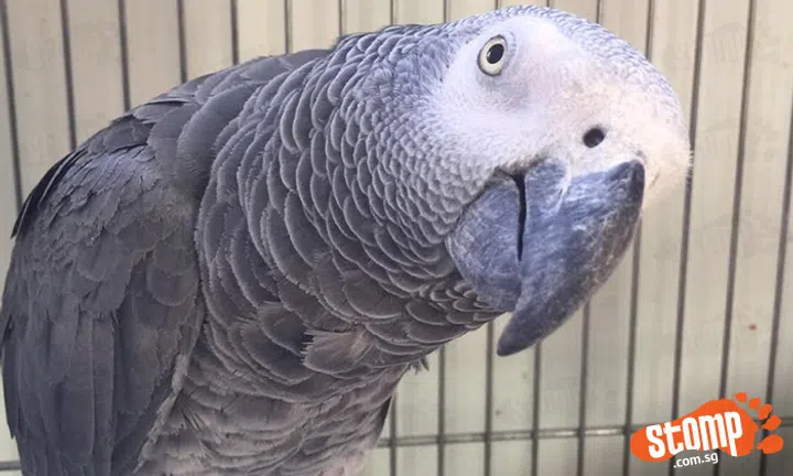 Have you seen this parrot? Help reunite Stomper with her lost bird | STOMP