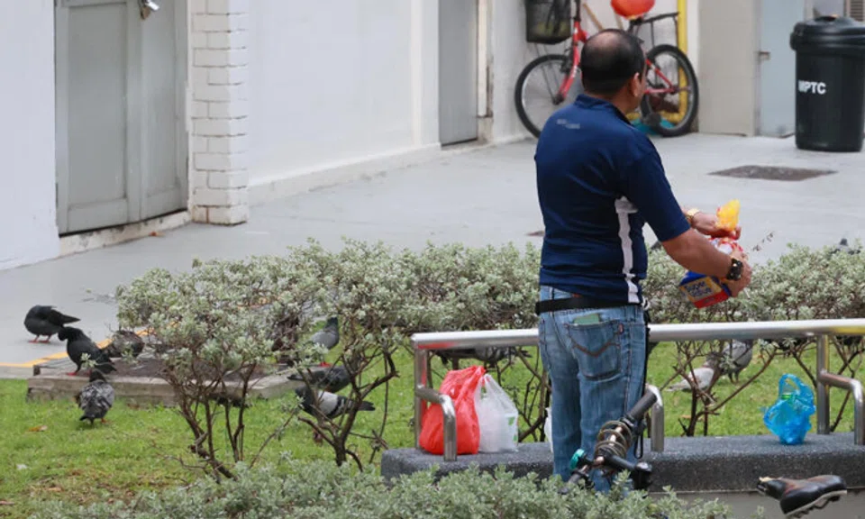 Man denies feeding birds despite being confronted with video: 'Looks ...