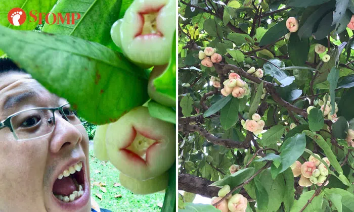Lau Lup stumbles upon trees with 'droolworthy' jambu air growing on ...