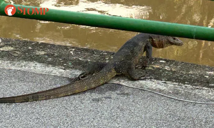 Brisk-walker stunned after 'black patch' at Sembawang canal turns out ...