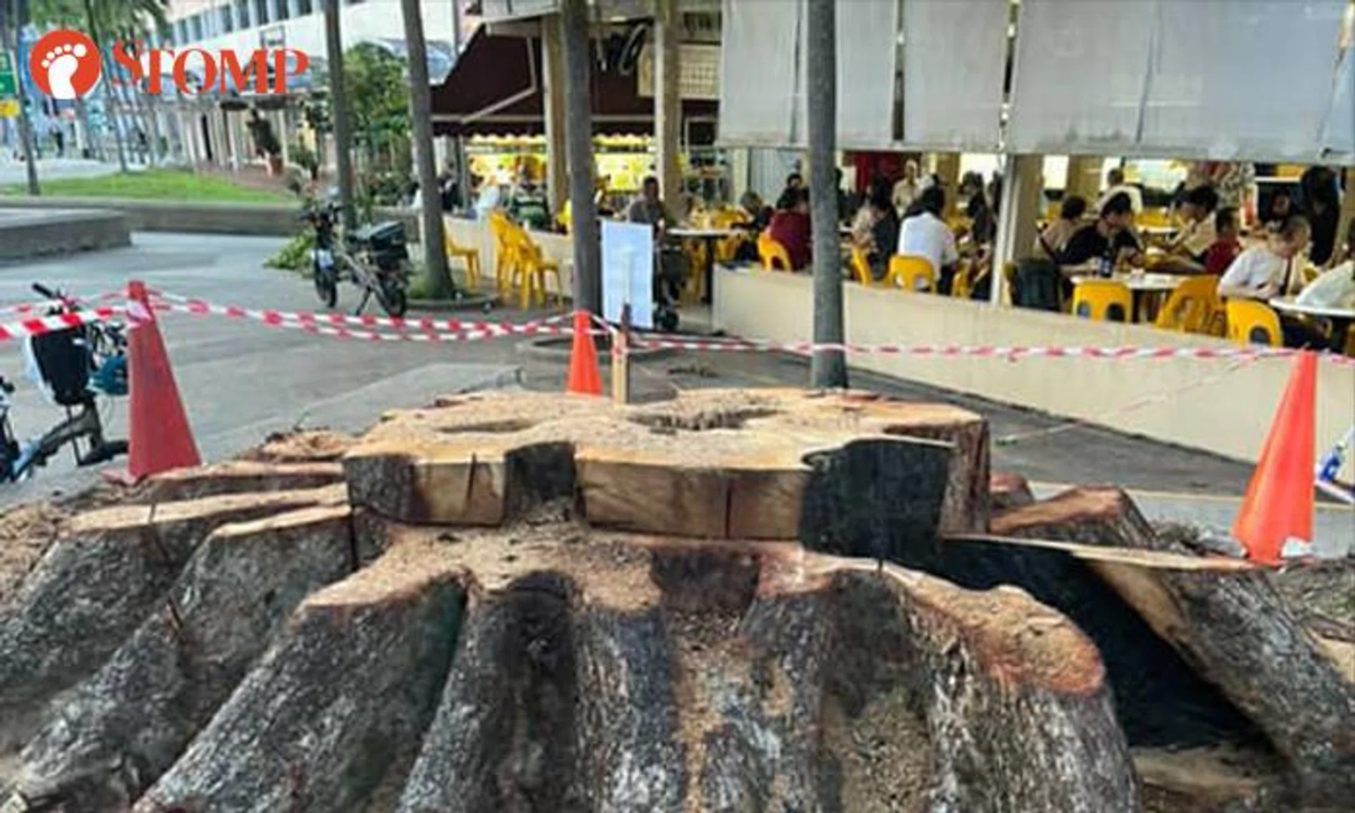One stray cigarette causes beloved Angsana tree at Marine Parade to get ...