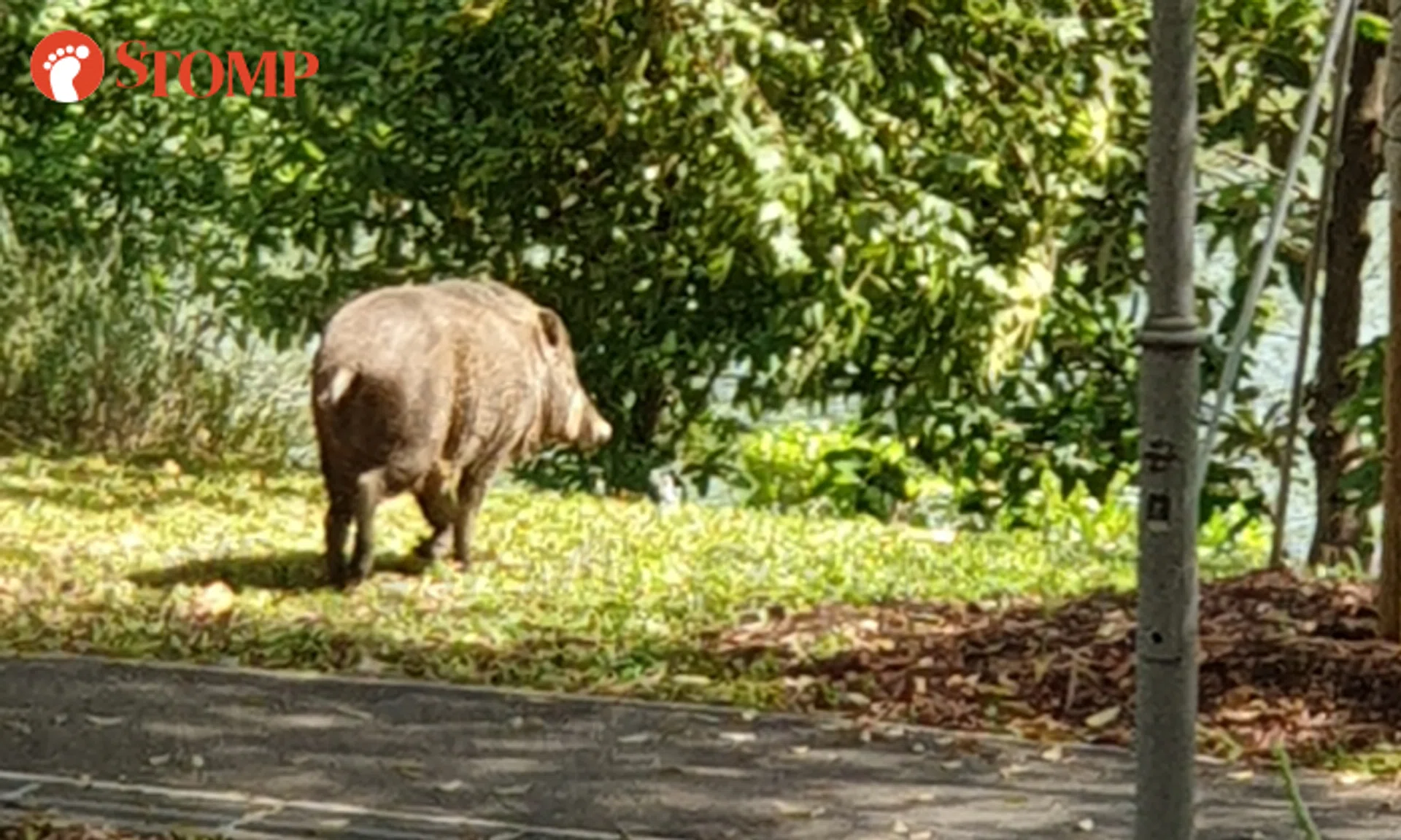 Wild boar spotted 'running around' open field near Punggol Waterway ...