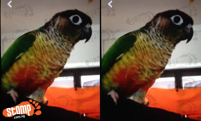 Help! Have you seen Stomper's missing parrot? | STOMP