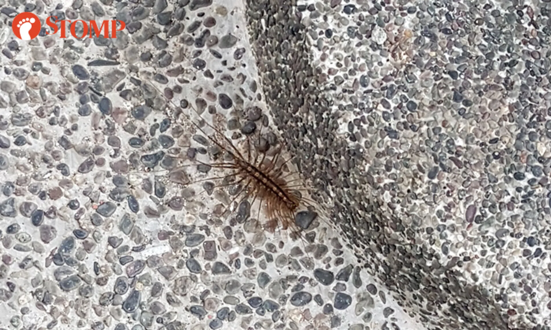 Creature with spindly long legs meets tragic end in Bukit Batok | STOMP