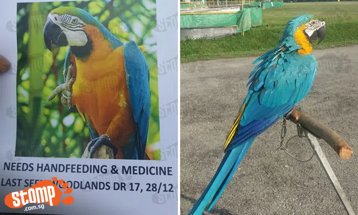 Help! Have you seen Stomper's beloved parrot that was lost at Woodlands ...