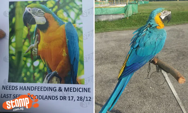 Help! Have you seen Stomper's beloved parrot that was lost at Woodlands ...