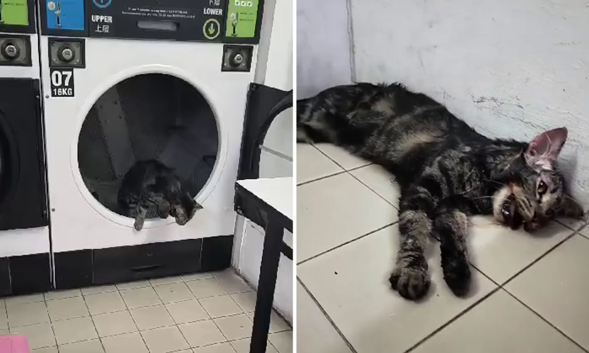 Cat bruised after getting trapped and 'tumbling around' in dryer at Toa ...