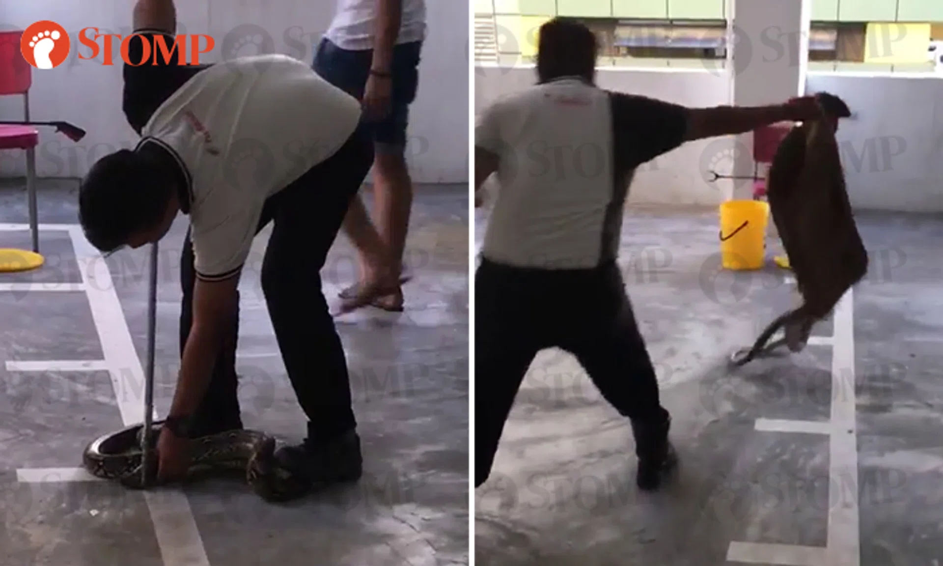 Pest control staff throw and step on snake:..., Latest News - STOMP