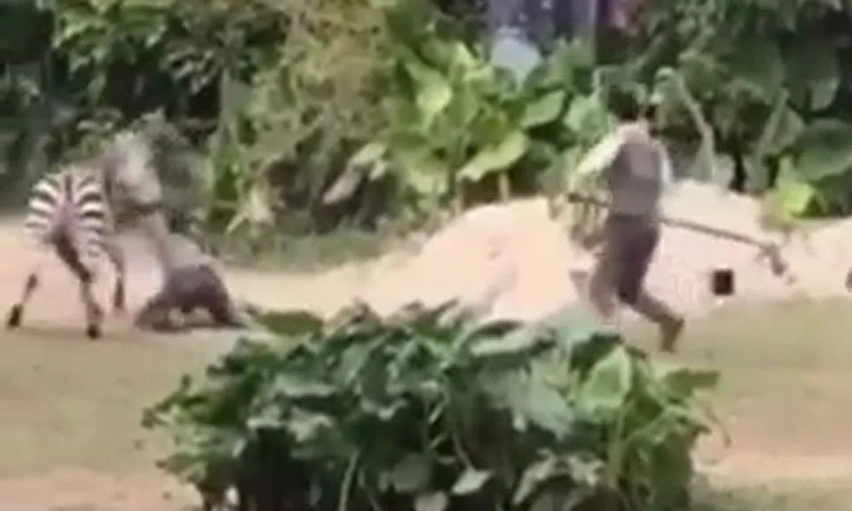 Zebra bites China zoo worker during performance and drags him around ...