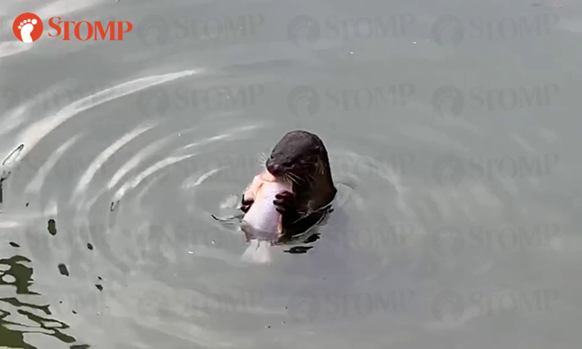 Stomper delighted to see otter digging into fishy treat at Bayfront | STOMP