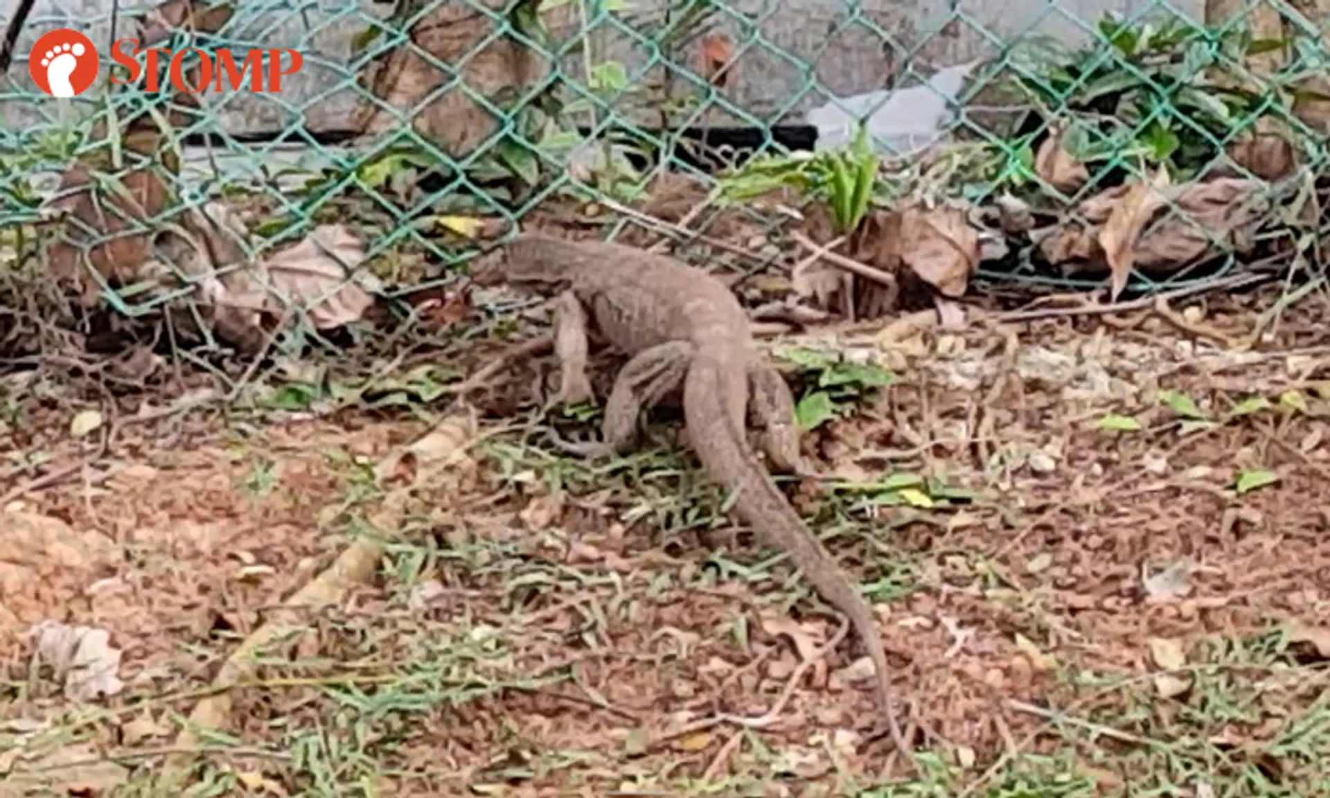 Watch monitor lizard's attempt at entering..., Latest News - STOMP