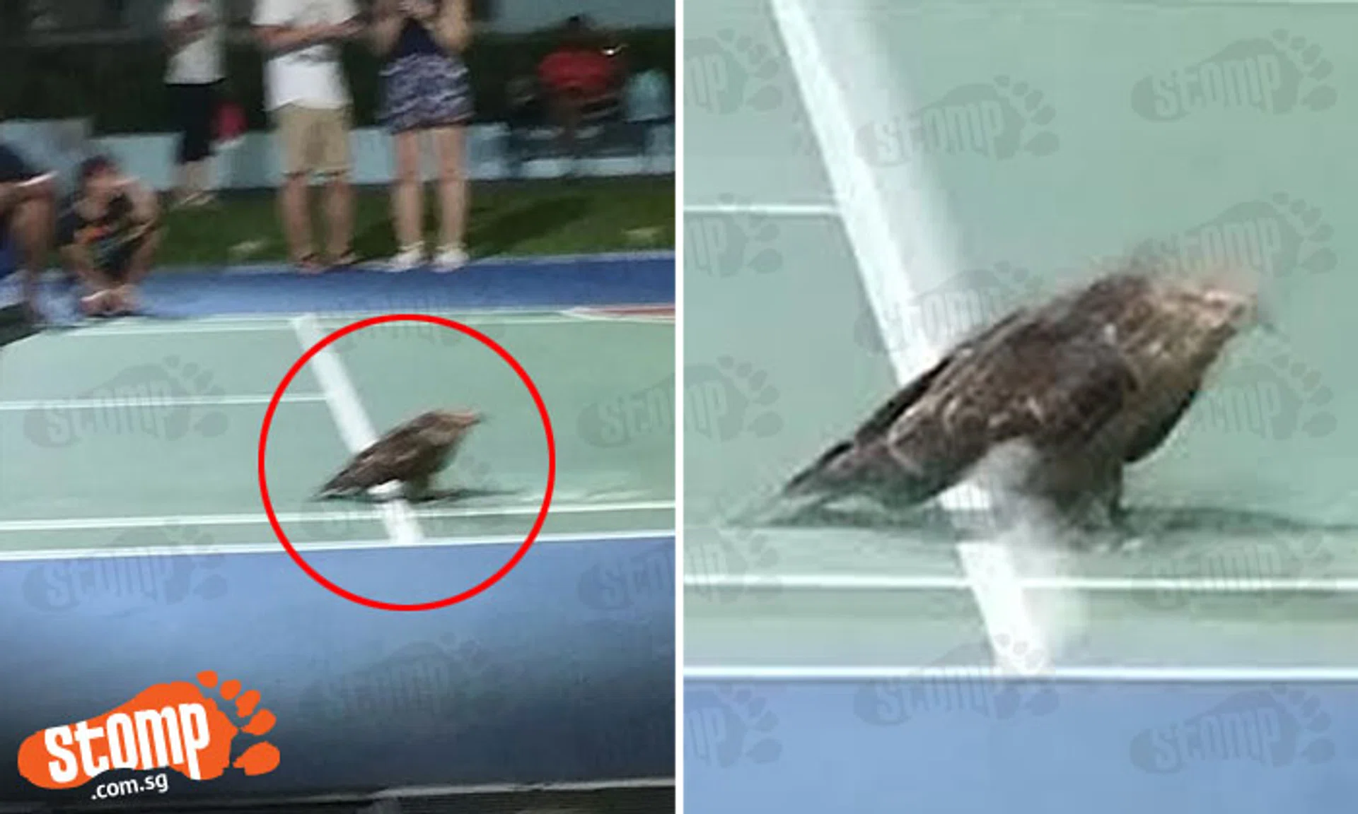 Huge bird tries to attack Stomper in CCK -- only to bang into wall and ...