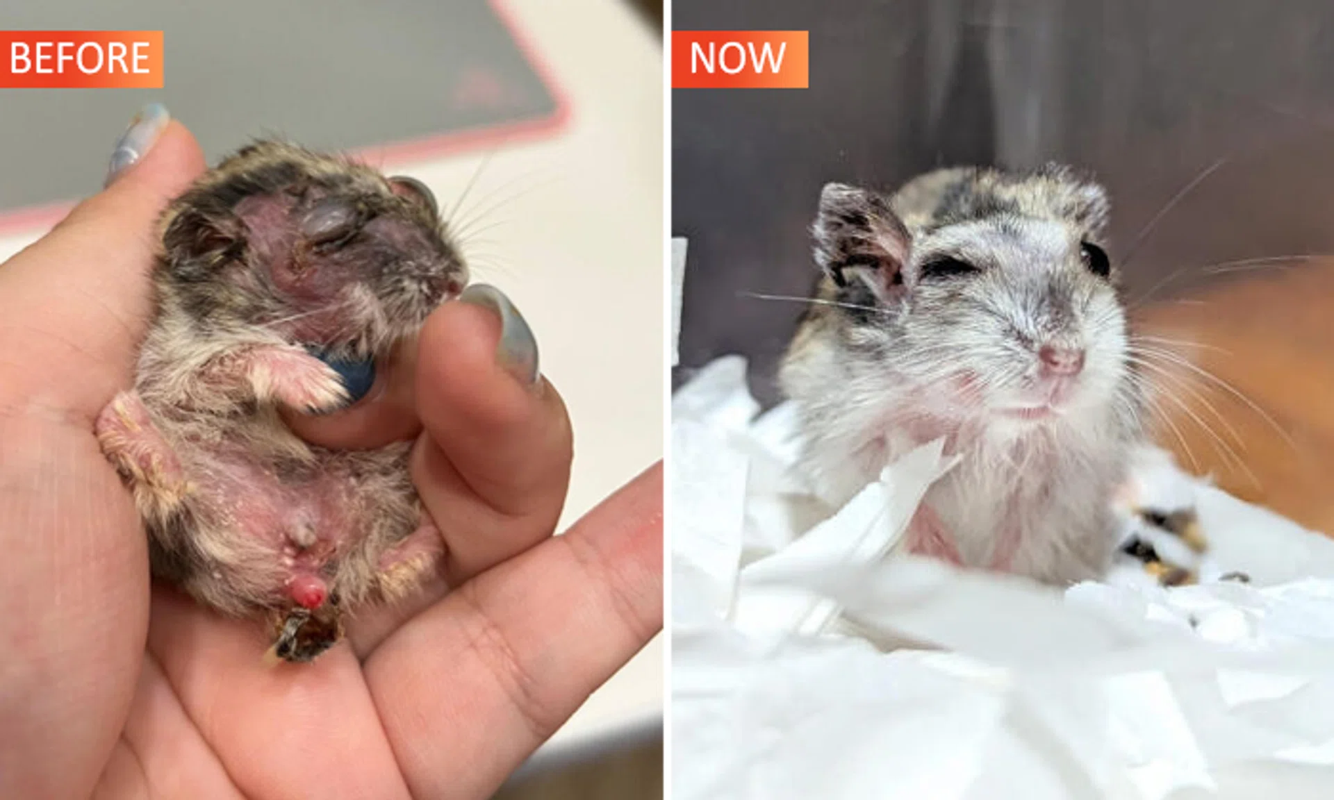 Classroom hamster found with extensive injuries, AVS investigating ...