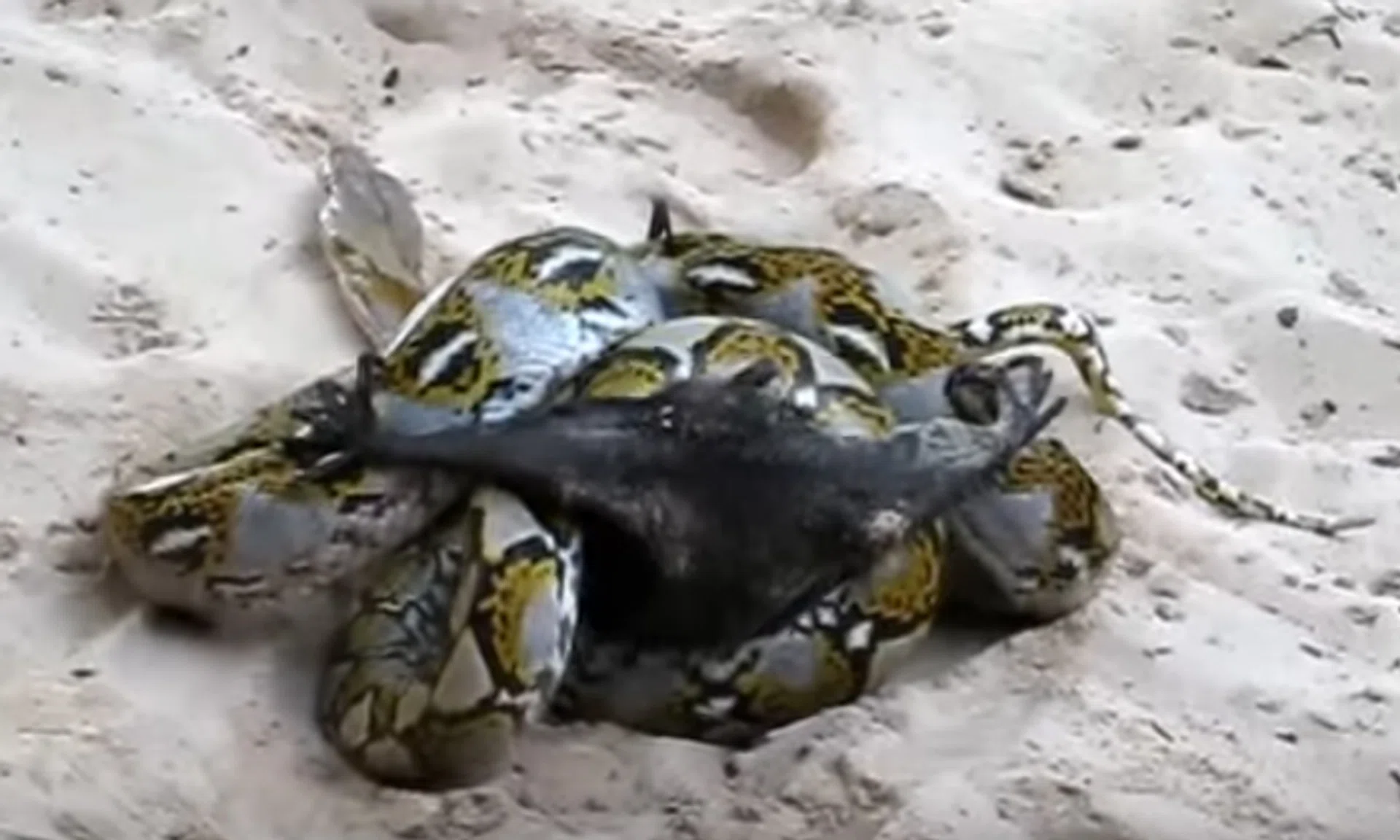 What a close shave! Watch as bat fights off snake's death grip in epic ...