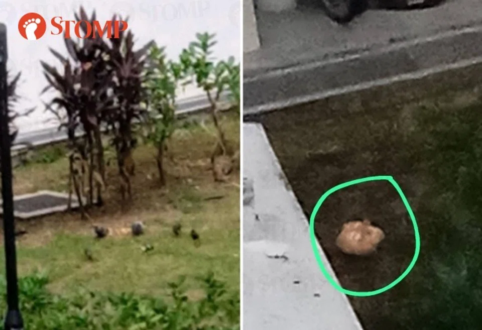 Killer litter persists at Punggol block even after man arrested for ...