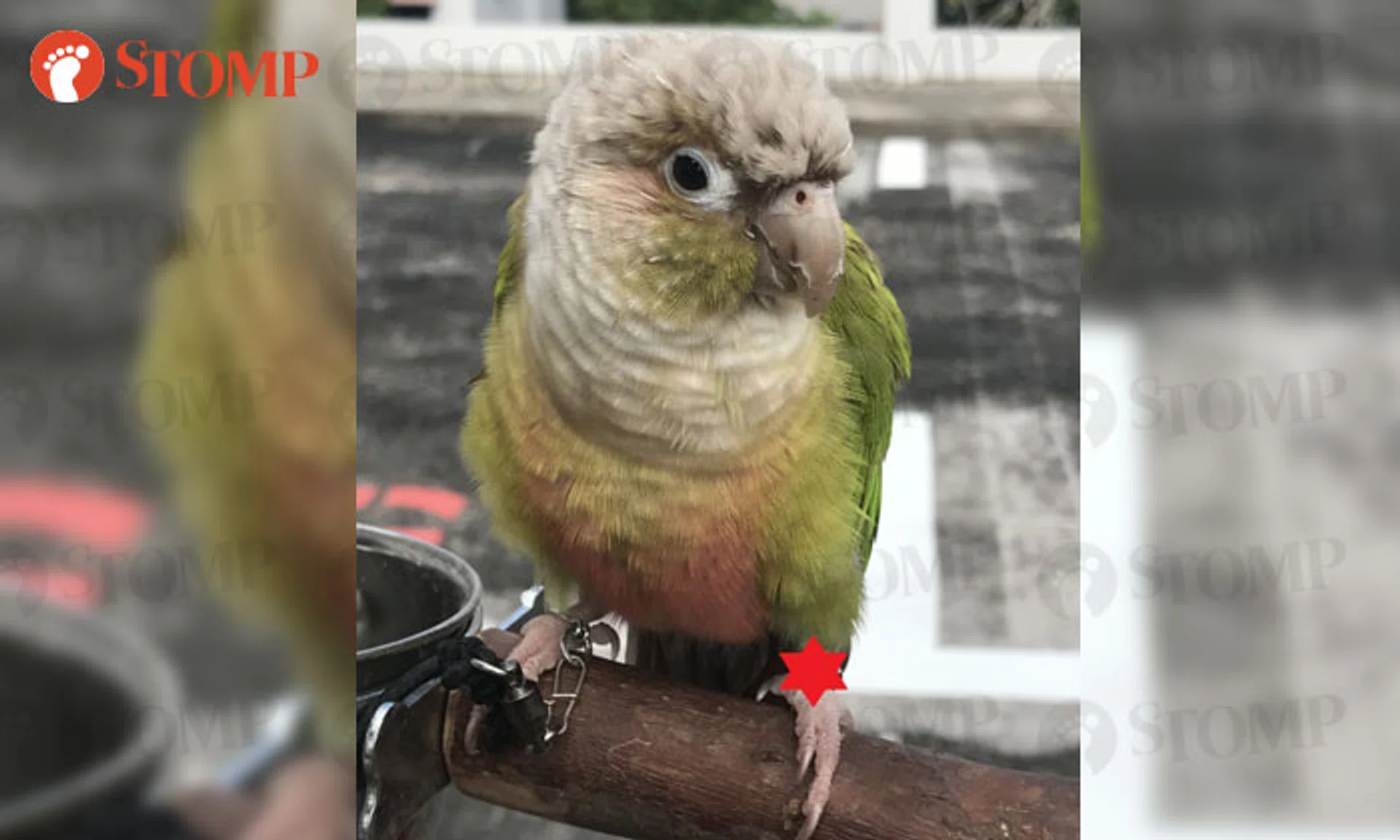 Have you seen Speedy? It flew out of window of Choa Chu Kang flat | STOMP