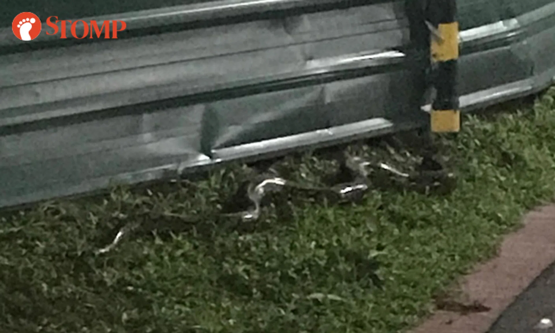 Man encounters python at Clementi Woods Park | STOMP