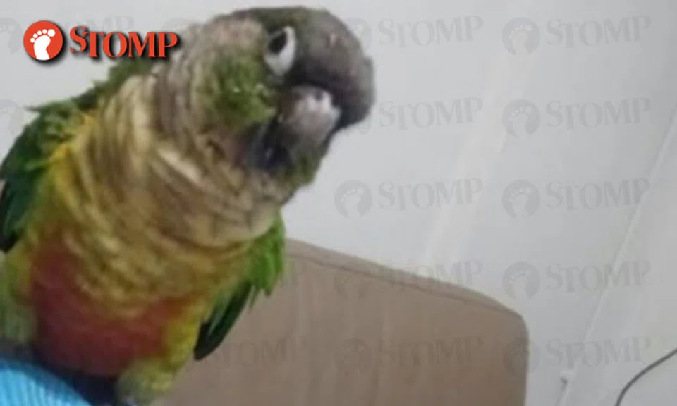 Have you seen my parrot, Baby? She was last seen in AMK | STOMP