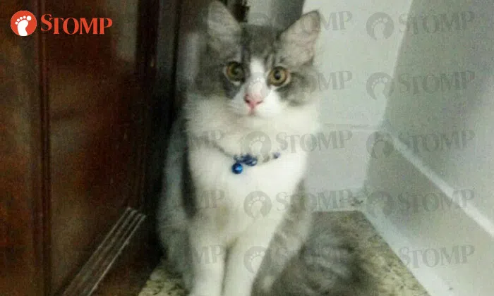 Have you seen this lost cat last seen near Block 185 in Boon Lay? | STOMP