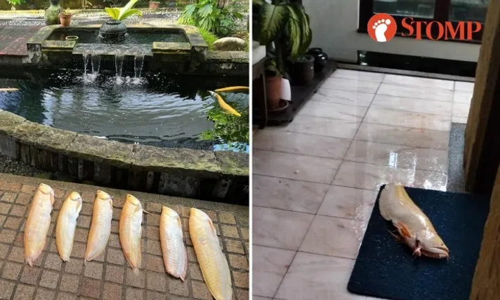 'Wicked and cruel' otters kill arowanas 'for sport' as maid hides in Bukit Timah home | STOMP
