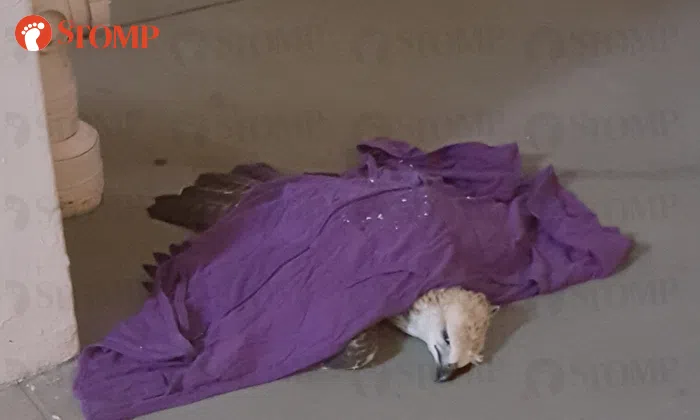 Stomper makes an unusual find in Bishan -- a dead eagle | STOMP