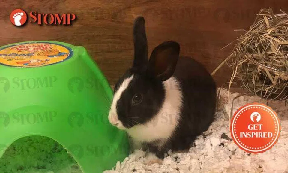 Cute rabbit abandoned in Nex shopping mall rescued by pet shop staff ...