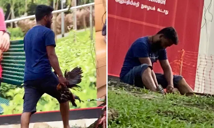Man catches and kills free-roaming chicken in park | STOMP