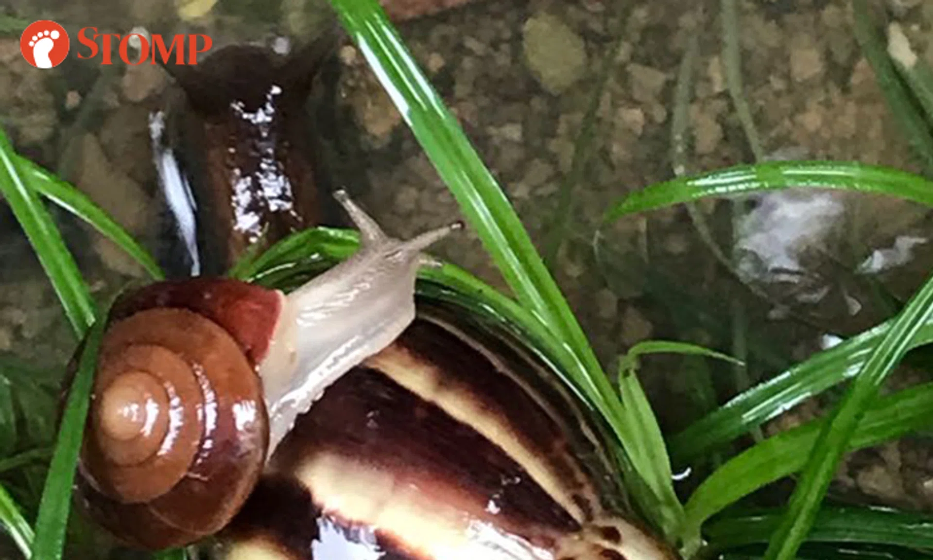 Large snail offering a lift to smaller snail will make your heart melt ...