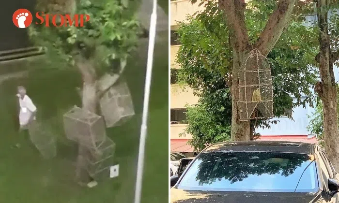 Hougang man who hung fishing nets in tree last year does it again, town ...