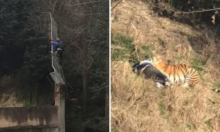 Tiger shot dead for mauling man to death in China zoo after he scaled ...
