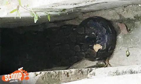 OMG! Look how big this python at Bishan Blk 163 is! | STOMP