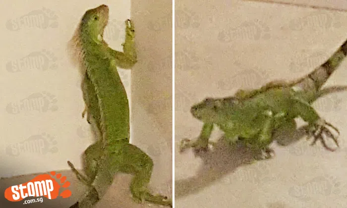 Godzilla at Jln Teck Whye? Nah, it's just a huge iguana | STOMP