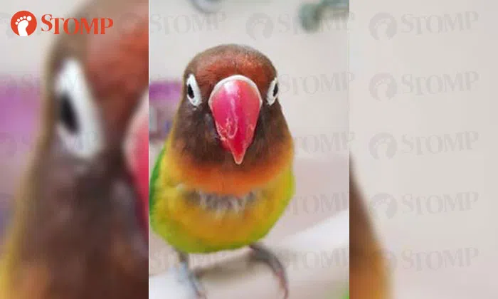 Have you seen my parrot that flew away at Hougang St 22? I miss him ...
