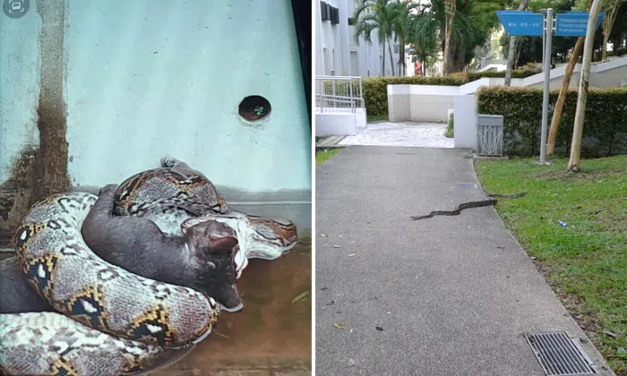 Python devours cat at Clementi | STOMP