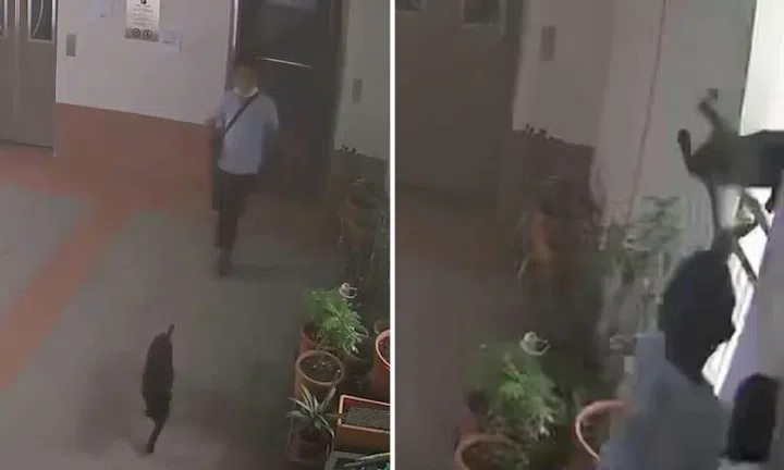 Boy caught on video throwing cat from 22nd floor of Boon Lay HDB block ...
