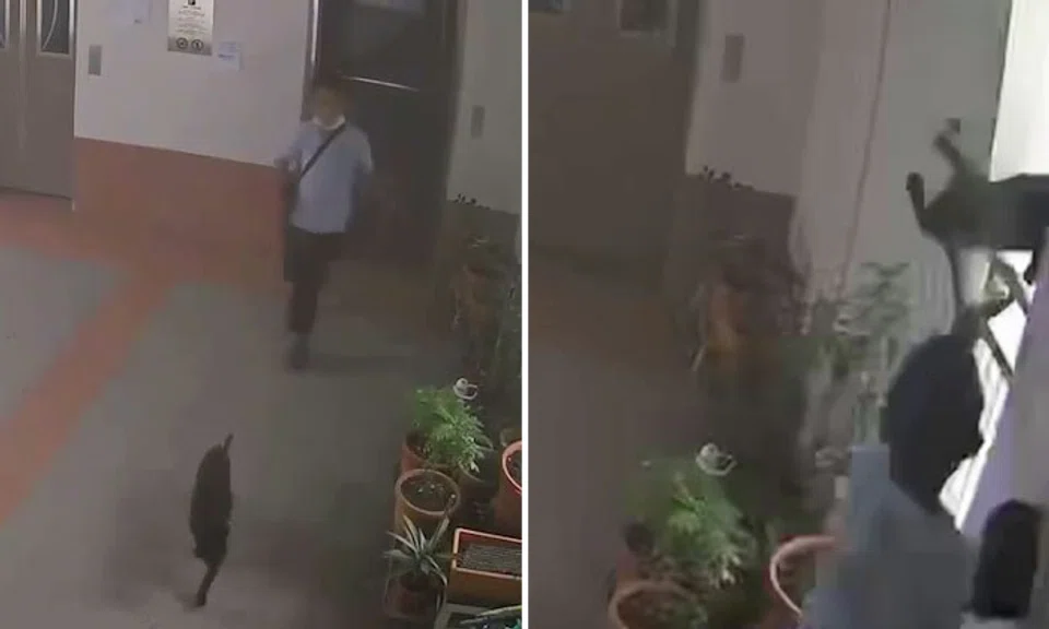 Boy caught on video throwing cat from 22nd floor of Boon Lay HDB block ...