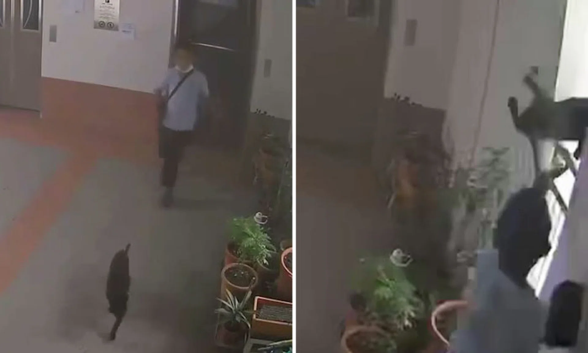 Boy caught on video throwing cat from 22nd floor of Boon Lay HDB block ...