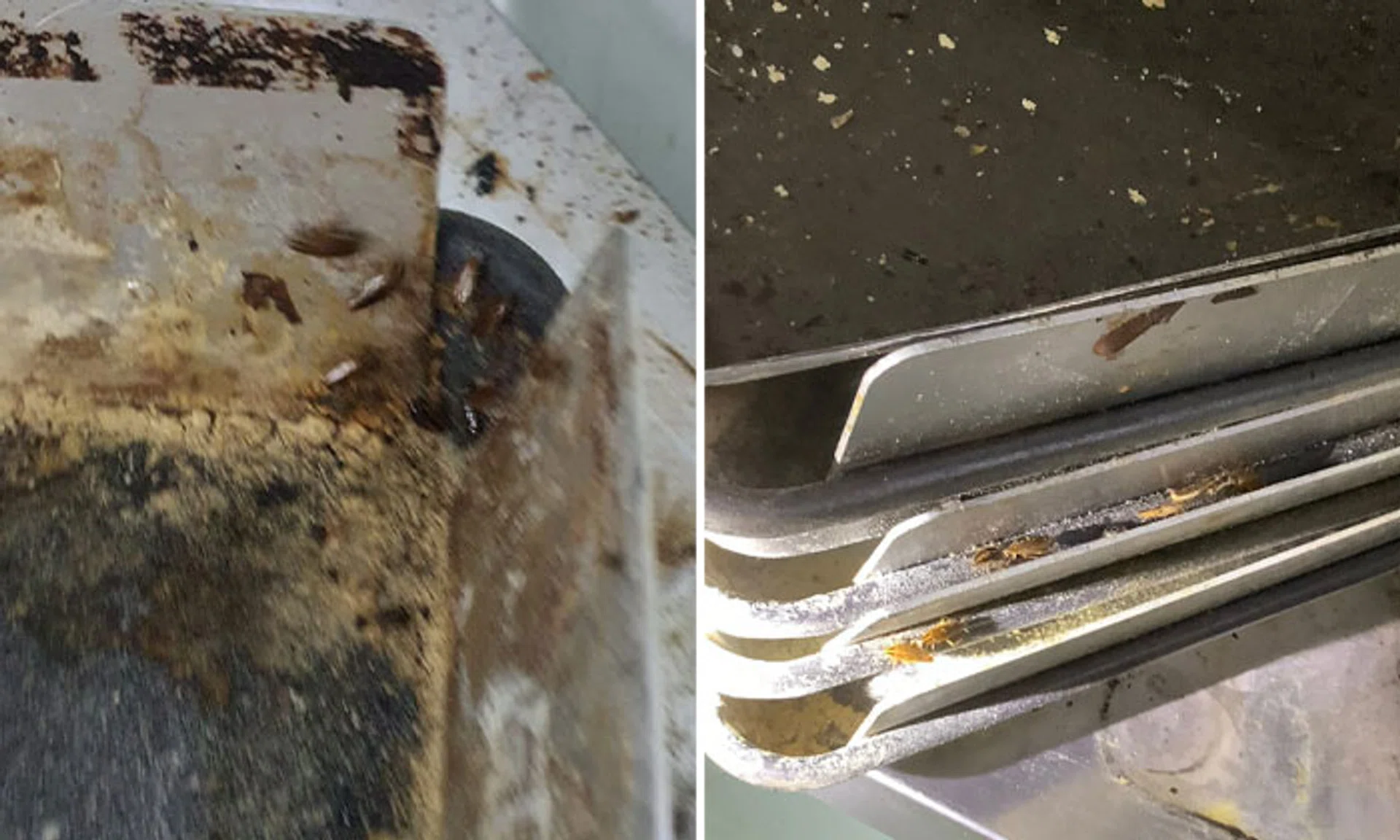 Massive cockroach infestation and other hygiene lapses found at local ...