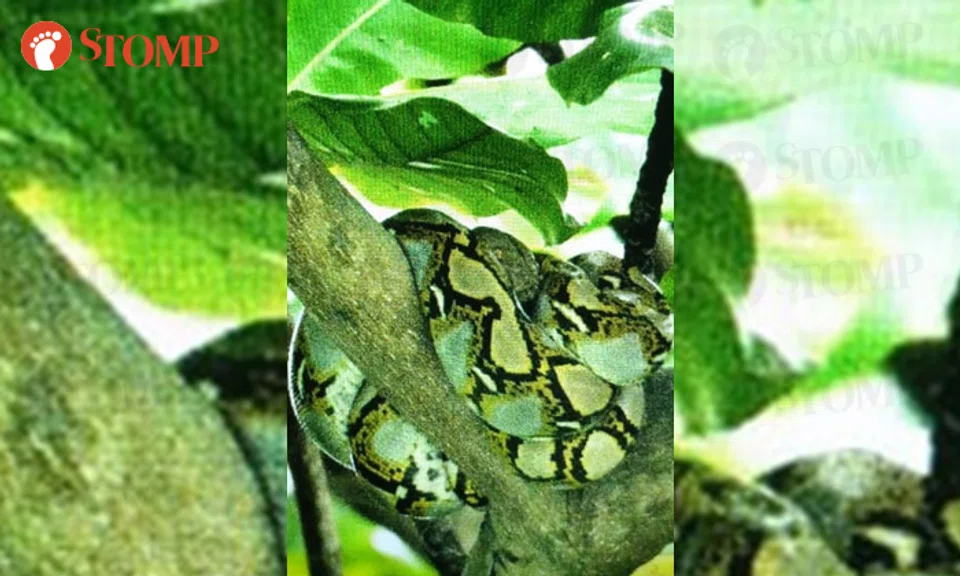 Large python captured at Sungei Buloh Wetland Reserves | STOMP