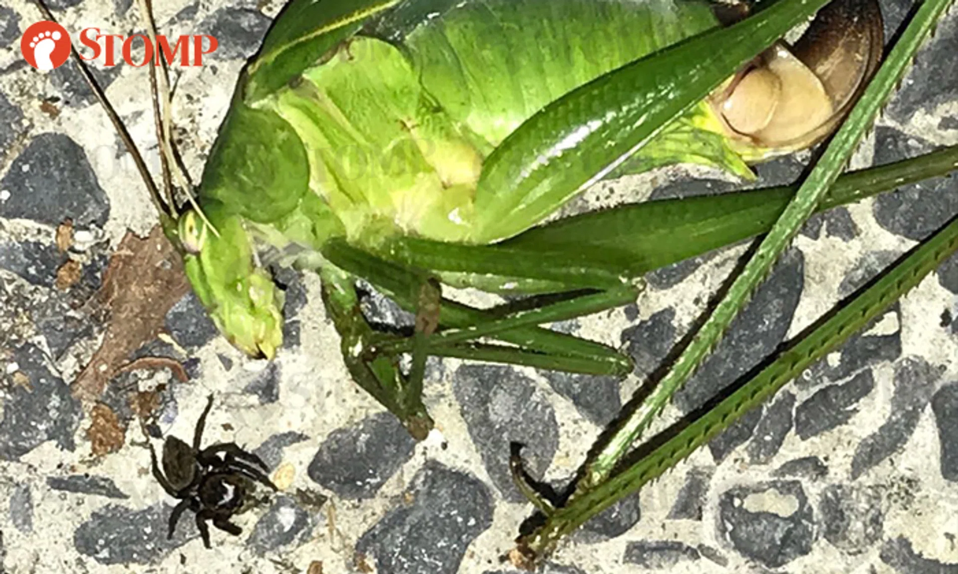 Battle between animal kingdom's David and Goliath: Guess who won | STOMP