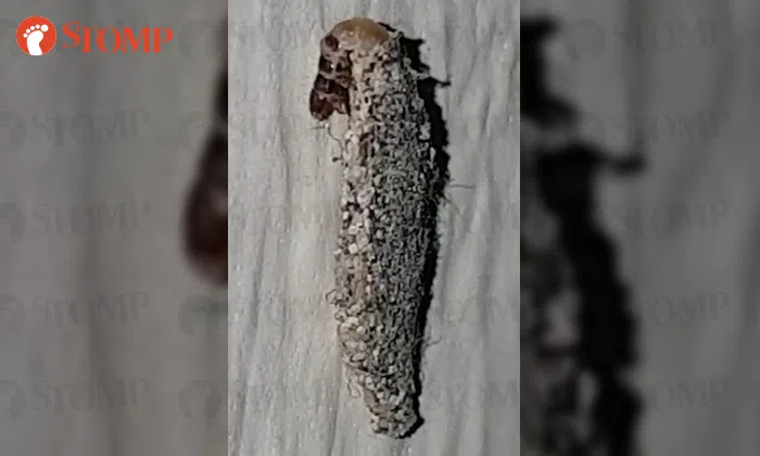 What's this? Simei resident spots bizarre creature in shell-like object ...